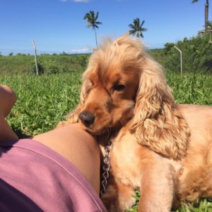 Pets in Fiji - Find Your Feet Fiji